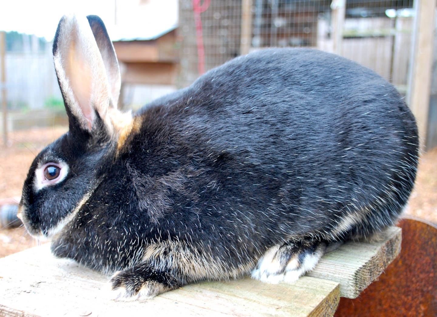 The Rabbit Herd | Abernathy's Rabbitry