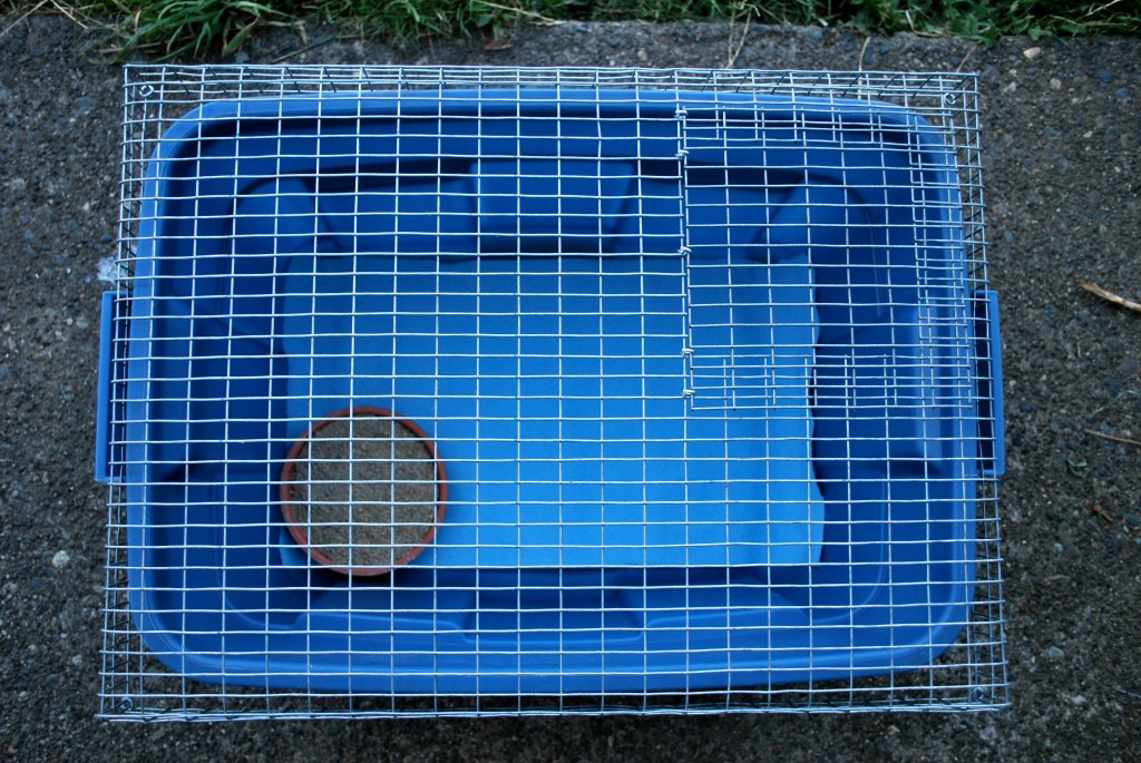 The Easiest and Best Coturnix Quail Brooder | Abernathy's Rabbitry