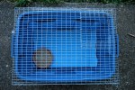 The Easiest and Best Coturnix Quail Brooder | Abernathy's Rabbitry