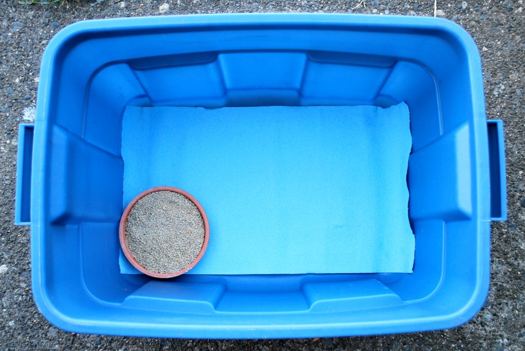 The Easiest and Best Coturnix Quail Brooder | Abernathy's Rabbitry