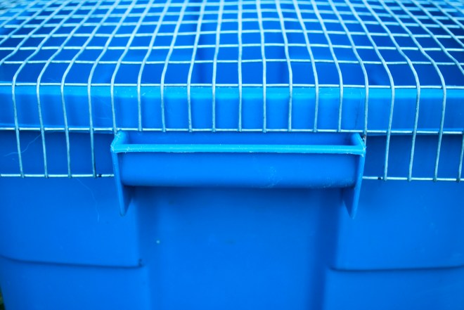 The Easiest and Best Coturnix Quail Brooder | Abernathy's Rabbitry