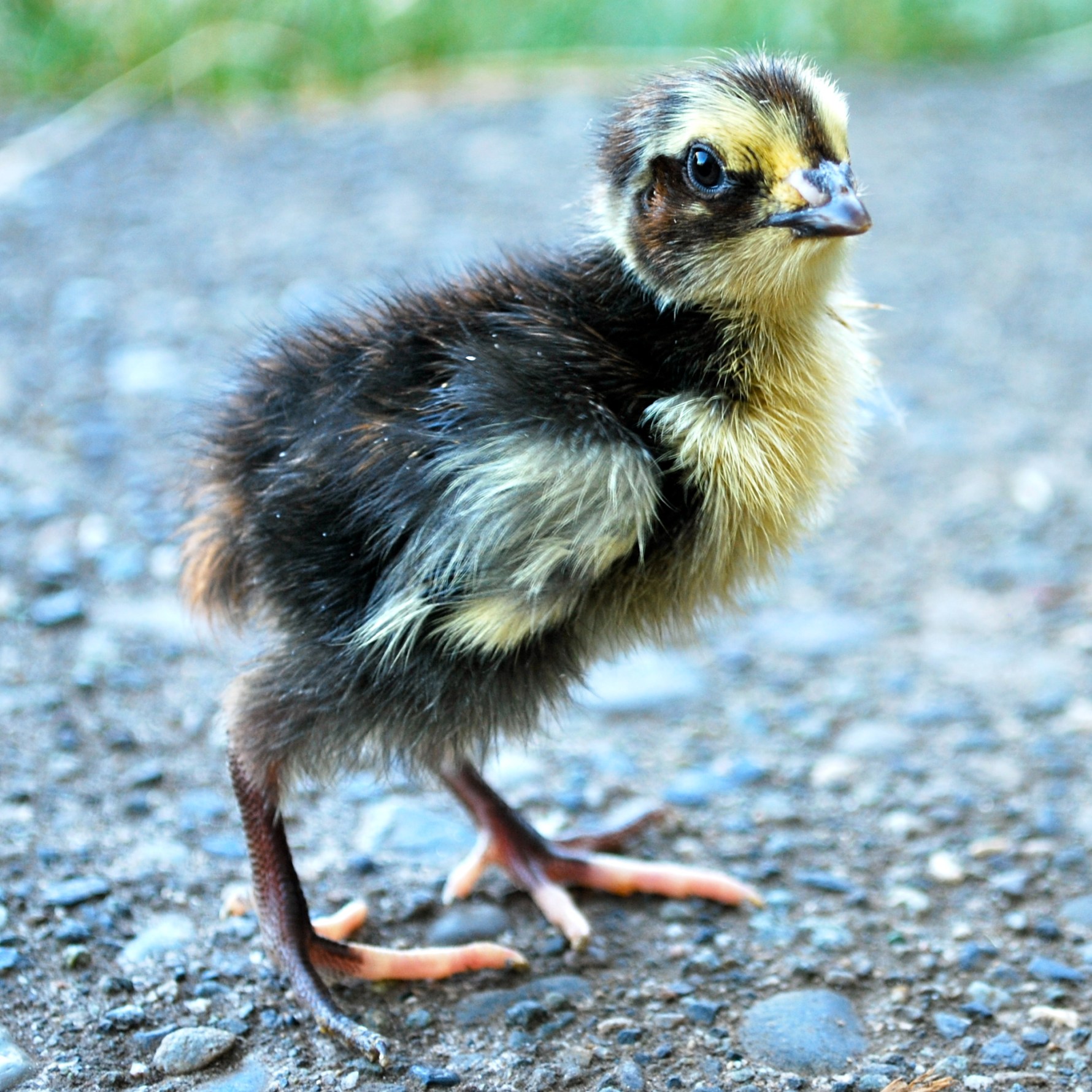 What Color is My Coturnix Quail Chick? | Abernathy's Rabbitry