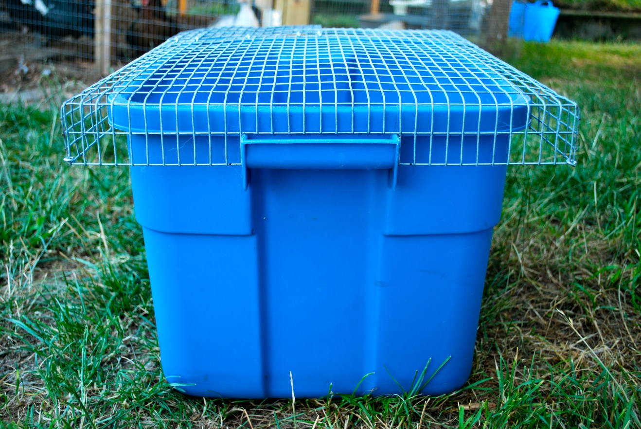 The Easiest and Best Coturnix Quail Brooder | Abernathy's Rabbitry