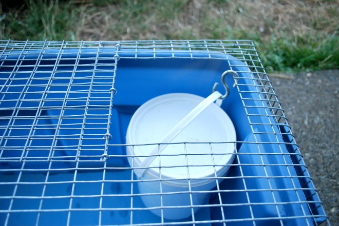 The Easiest and Best Coturnix Quail Brooder | Abernathy's Rabbitry