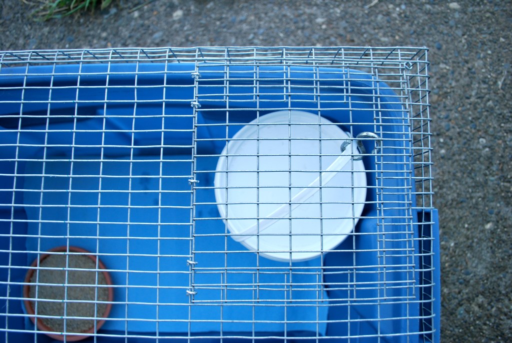 The Easiest and Best Coturnix Quail Brooder | Abernathy's Rabbitry