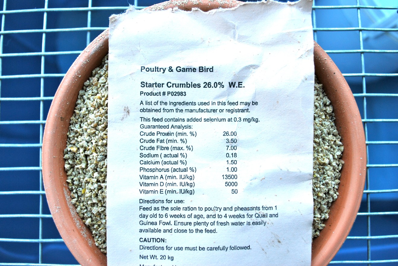 The Easiest and Best Coturnix Quail Brooder | Abernathy's Rabbitry