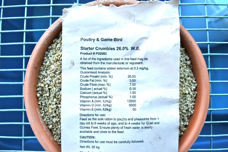 The Easiest and Best Coturnix Quail Brooder | Abernathy's Rabbitry