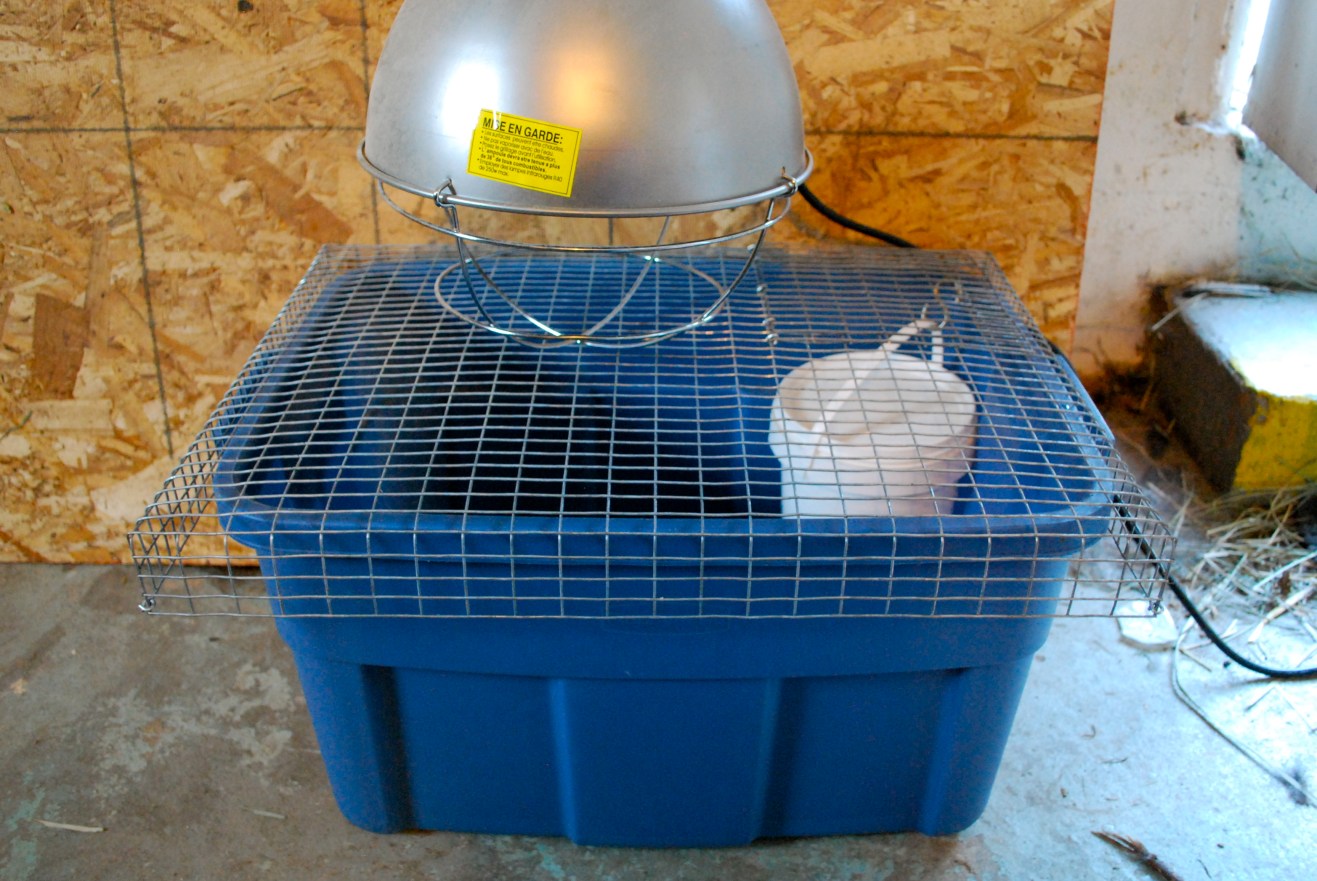 The Easiest and Best Coturnix Quail Brooder | Abernathy's Rabbitry