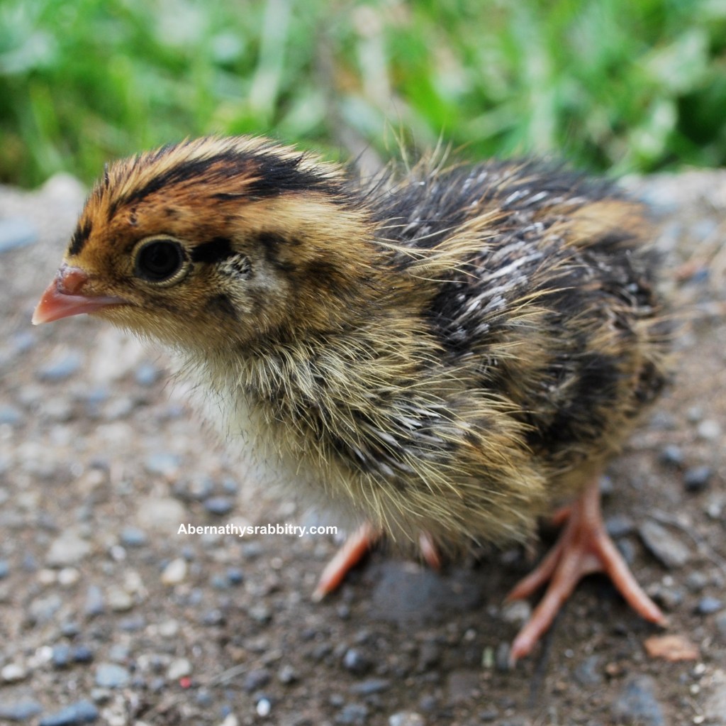 What Color is My Coturnix Quail Chick? | Abernathy's Rabbitry