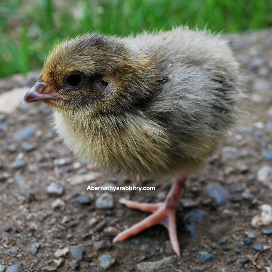 What Color is My Coturnix Quail Chick? | Abernathy's Rabbitry