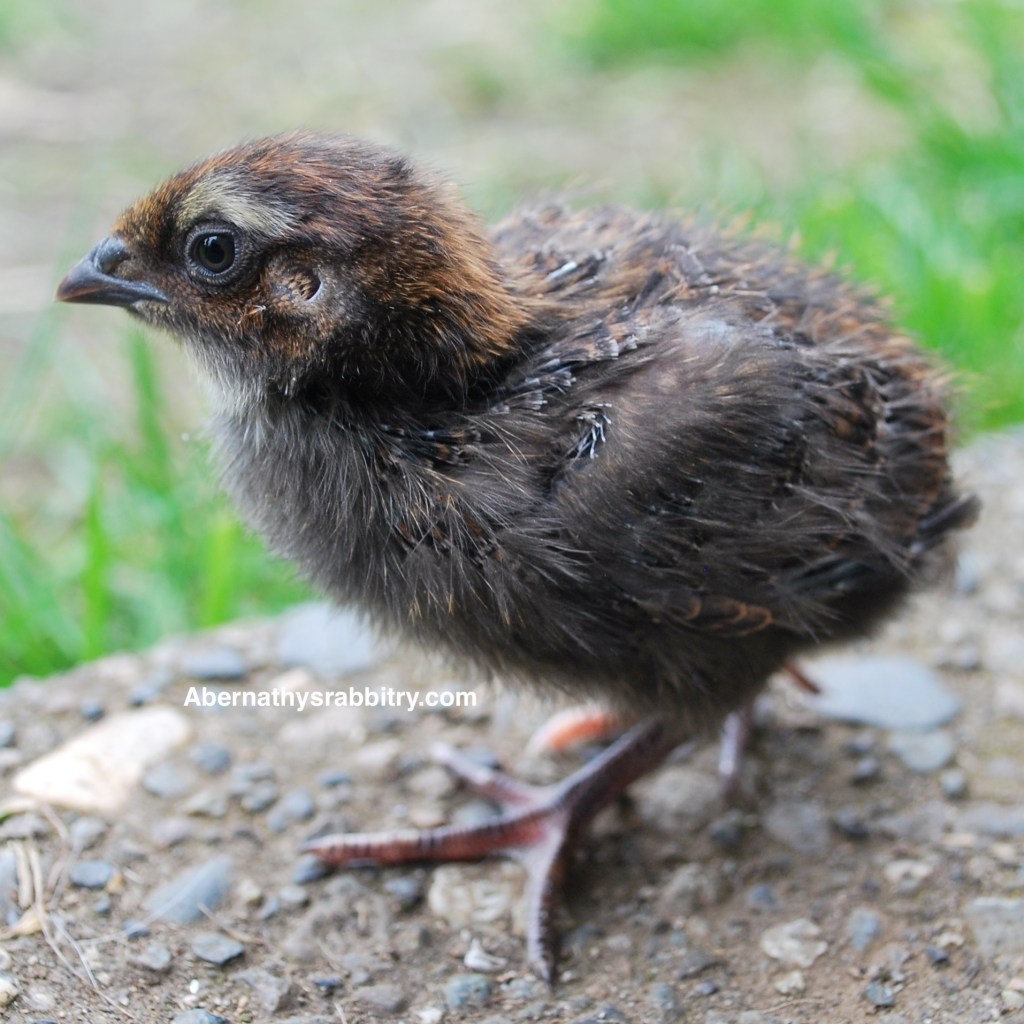 What Color is My Coturnix Quail Chick? | Abernathy's Rabbitry