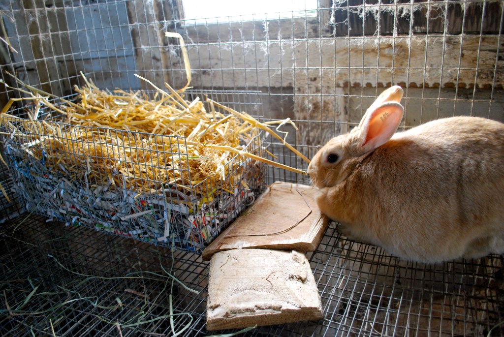 DIY Rabbit Nesting Boxes – Trial and Error | Abernathy's Rabbitry