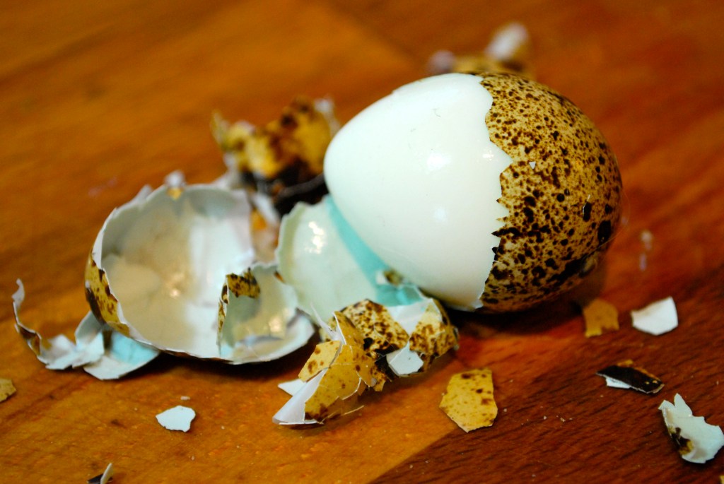 The Trick to Easy-Peel Quail Eggs | Abernathy's Rabbitry