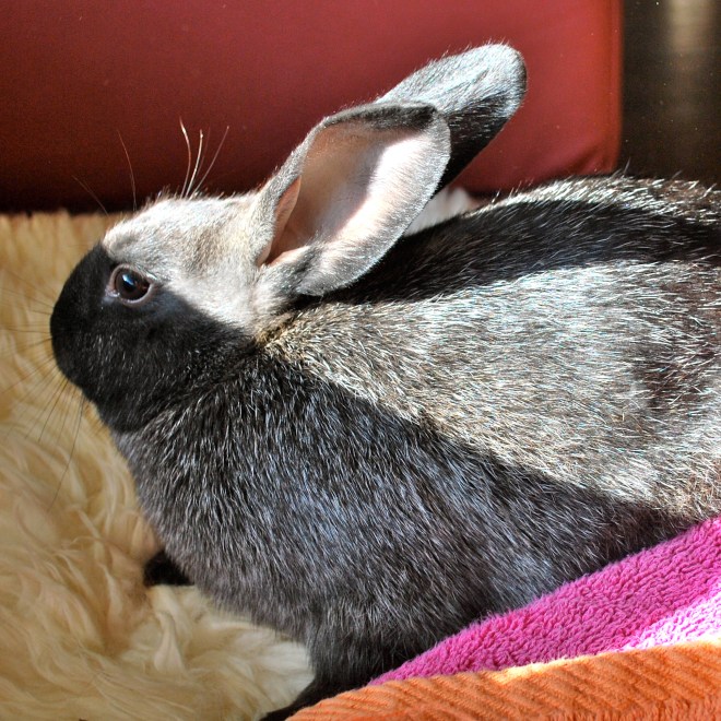 First Rabbit Tattoos | Abernathy's Rabbitry