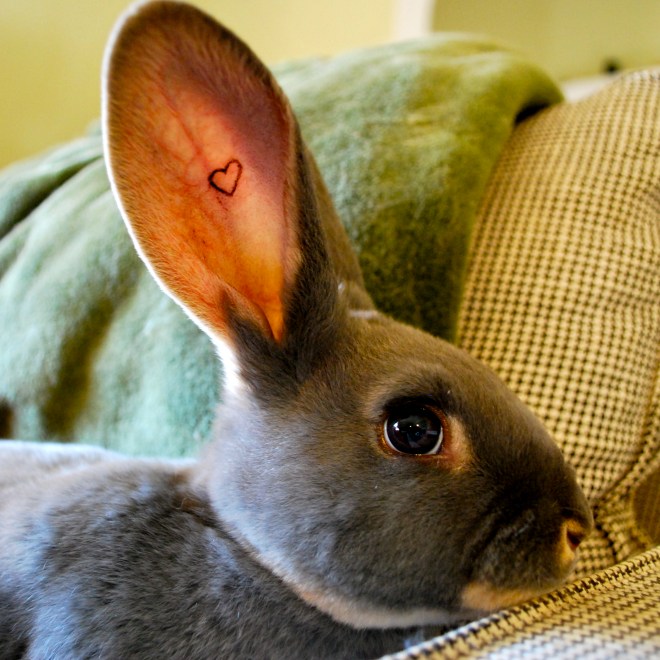 First Rabbit Tattoos | Abernathy's Rabbitry