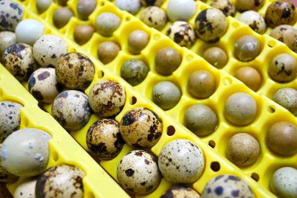 button quail | Abernathy's Rabbitry