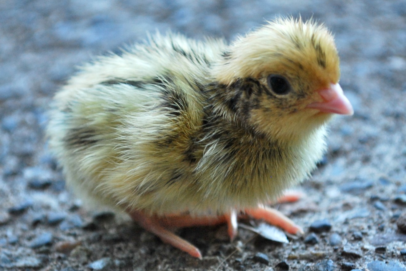 What Color is My Coturnix Quail Chick? | Abernathy's Rabbitry