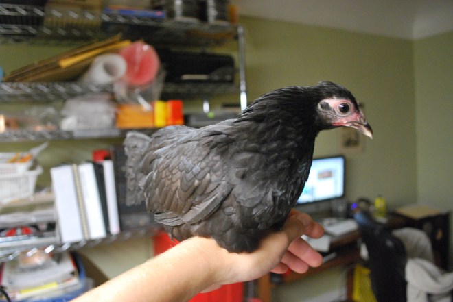 Bantam Turkey Vulture | Abernathy's Rabbitry