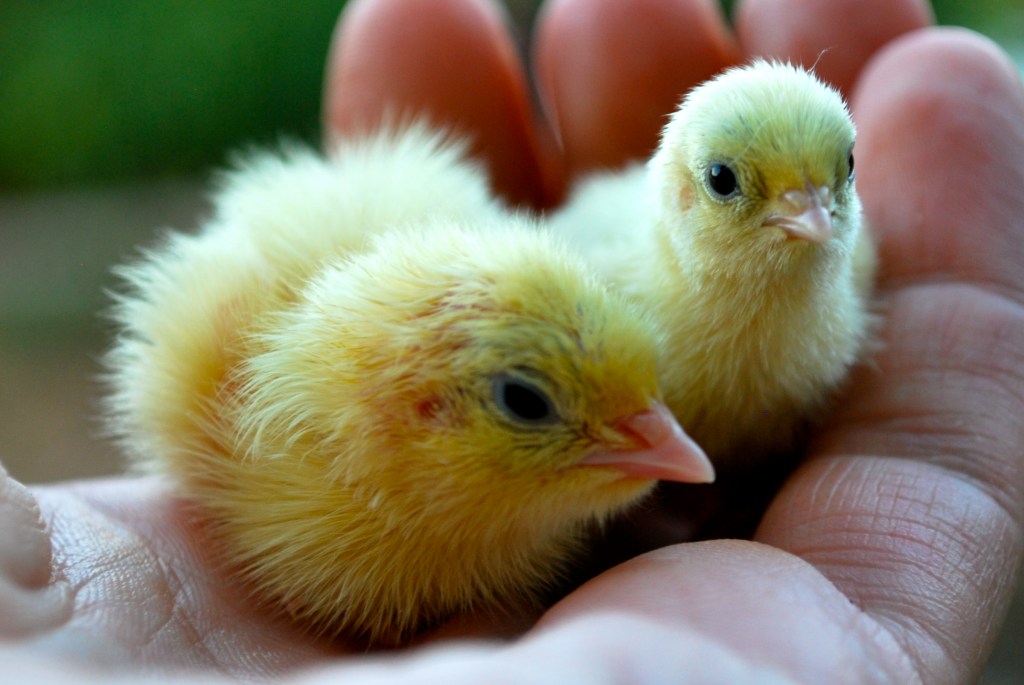 button quail | Abernathy's Rabbitry