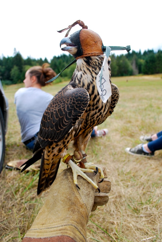 Raptor Handling Apprenticeship | Abernathy's Rabbitry