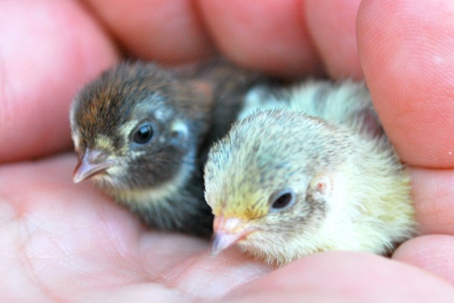 button quail | Abernathy's Rabbitry