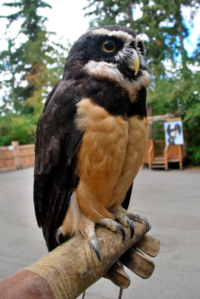 Raptor Handling Apprenticeship | Abernathy's Rabbitry