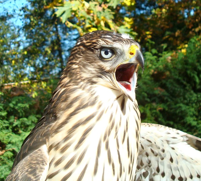 Cooper’s Hawk Training | Abernathy's Rabbitry