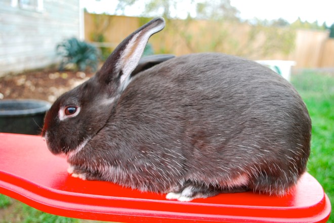 Rex + Californian = Silver Marten? | Abernathy's Rabbitry