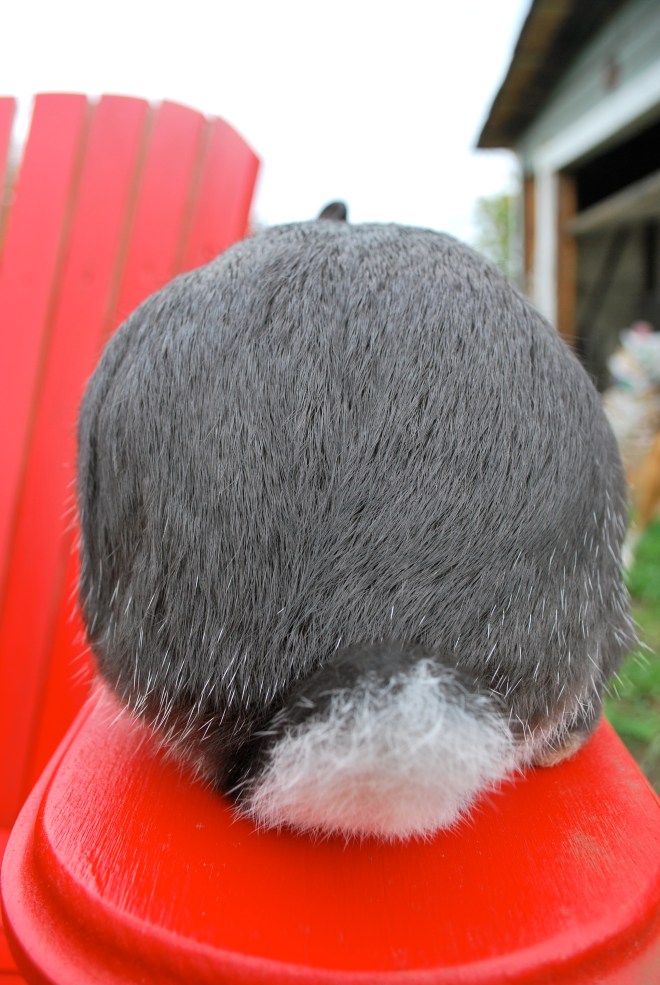 Rex + Californian = Silver Marten? | Abernathy's Rabbitry