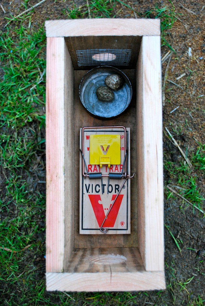 diy weasel box | Abernathy's Rabbitry