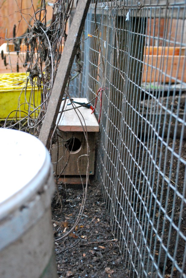 diy weasel box | Abernathy's Rabbitry