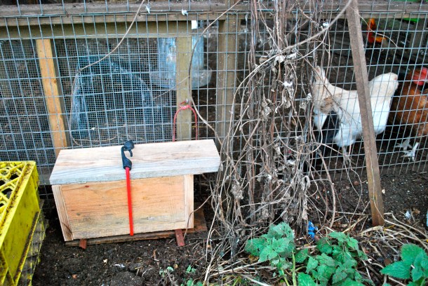 diy weasel box | Abernathy's Rabbitry