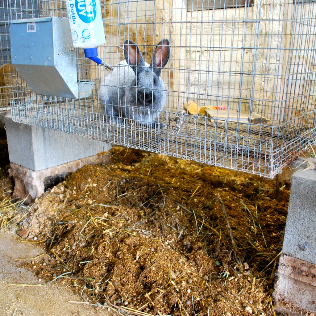 Deep Litter Method for Rabbits | Abernathy's Rabbitry