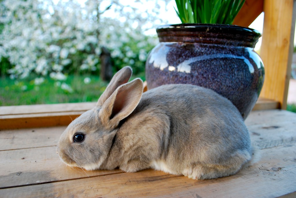 April | 2016 | Abernathy's Rabbitry