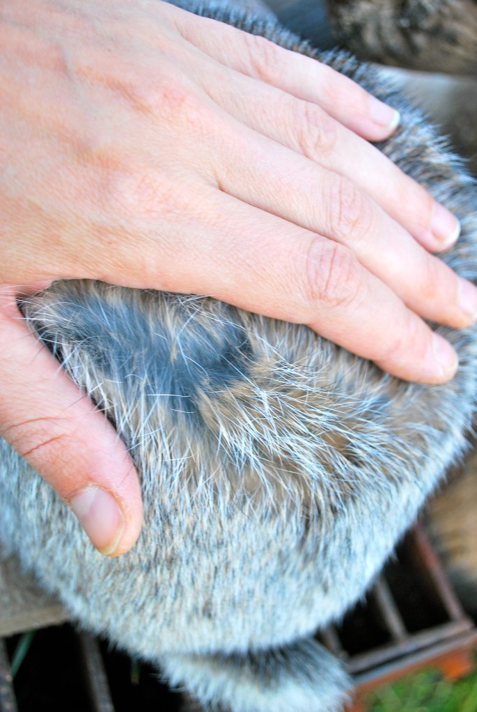 Hybrid Bunnies at 10 Weeks | Abernathy's Rabbitry