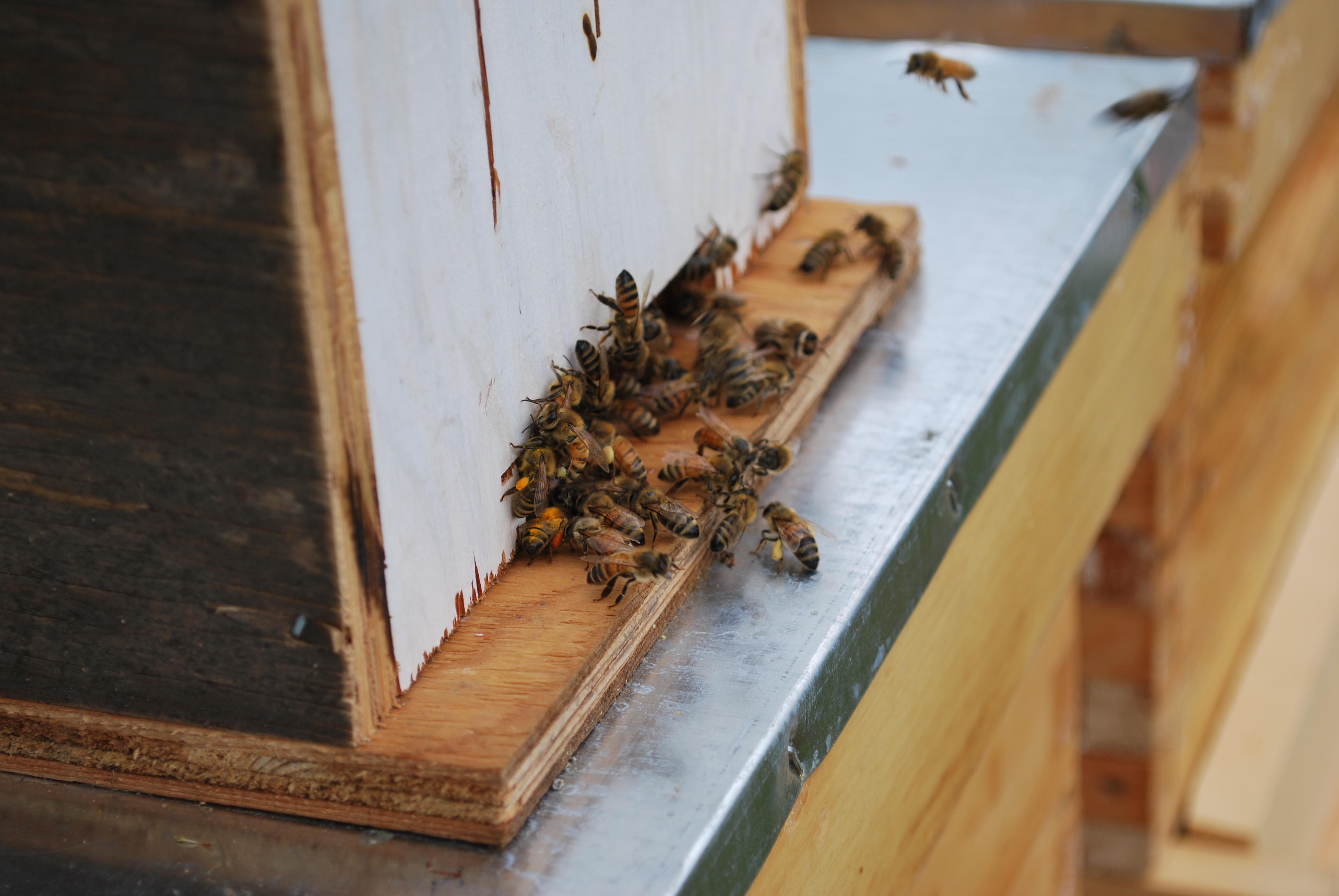 Bees Settling In | Abernathy's Rabbitry
