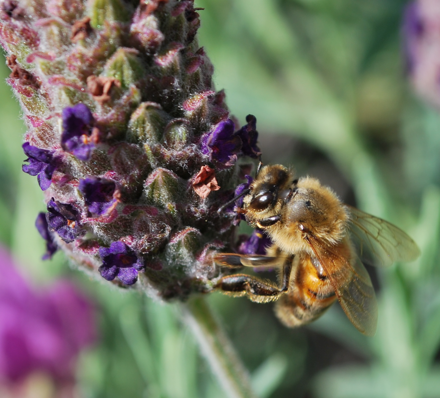 Bees in Lavender | Abernathy's Rabbitry