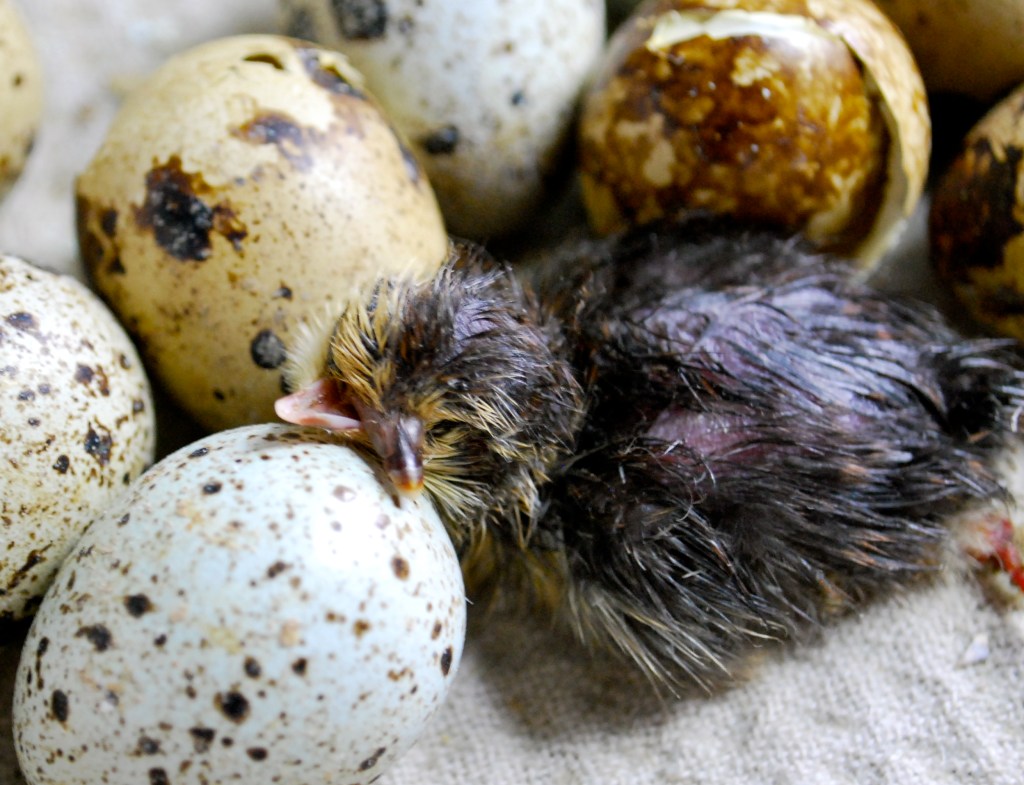 Deformities of Coturnix Quail Chicks | Abernathy's Rabbitry