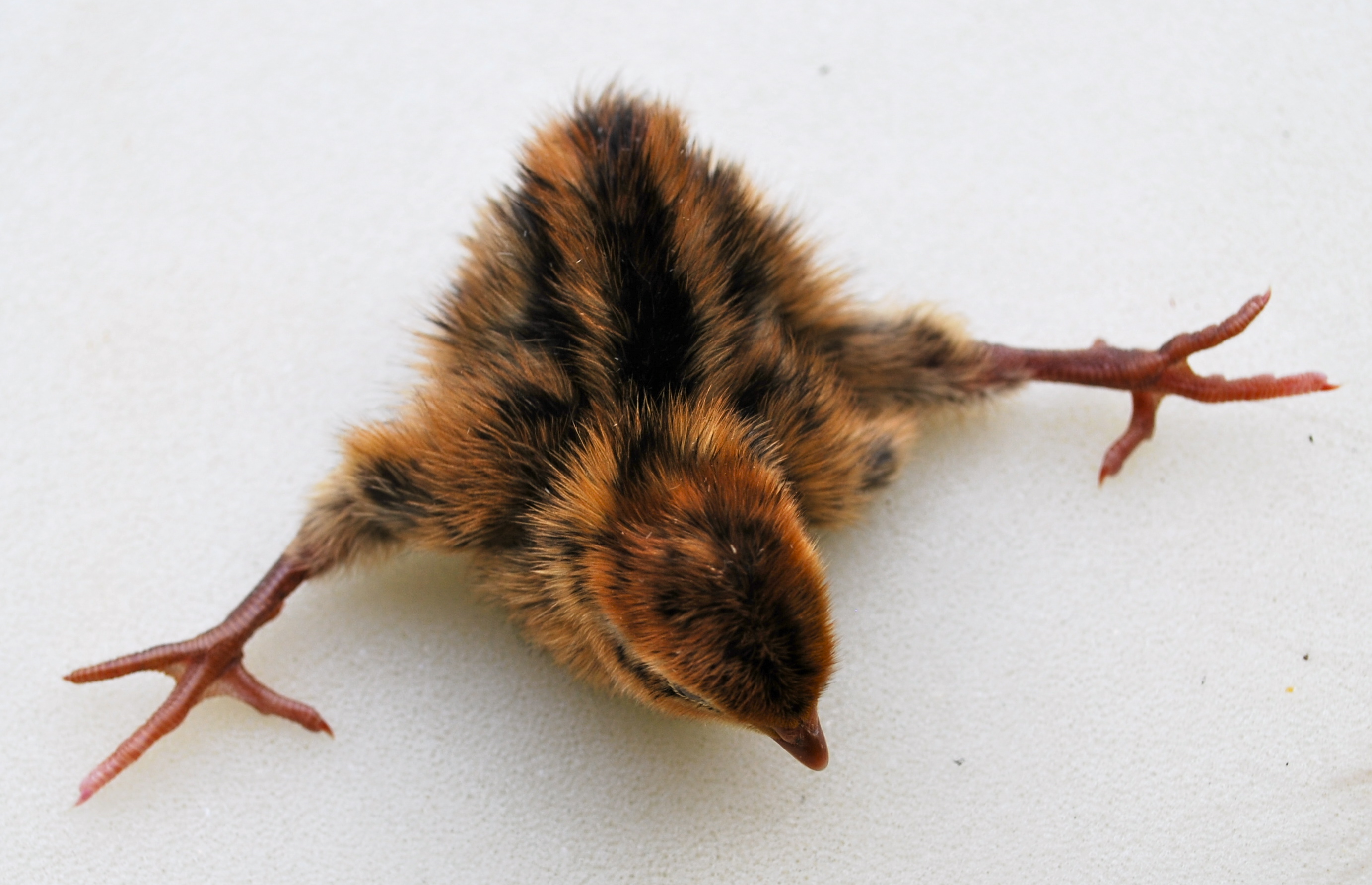 Deformities of Coturnix Quail Chicks | Abernathy's Rabbitry
