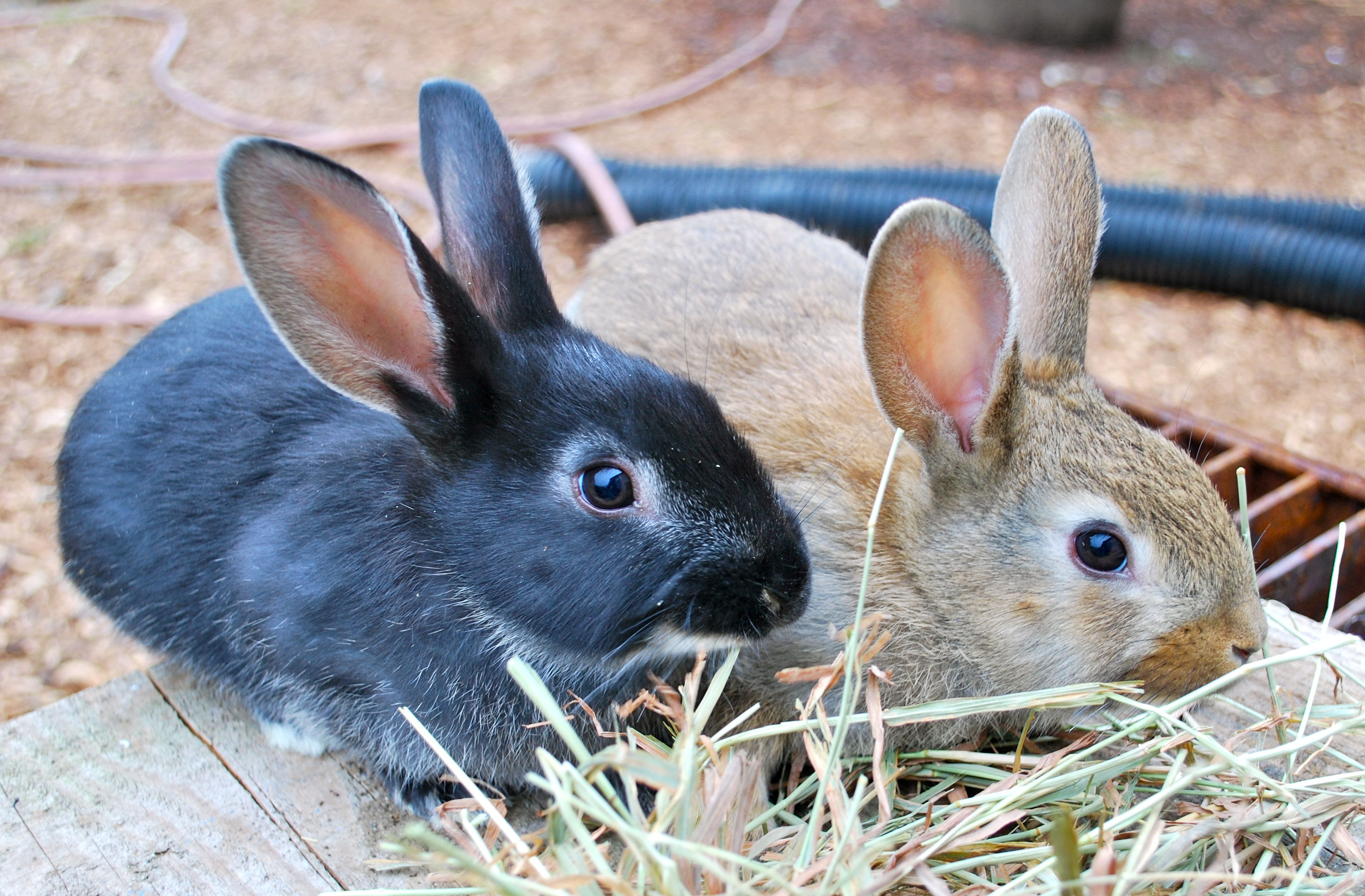 Meat Hybrid Bunnies for Sale | Abernathy's Rabbitry