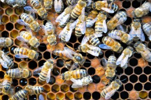 bees | Abernathy's Rabbitry