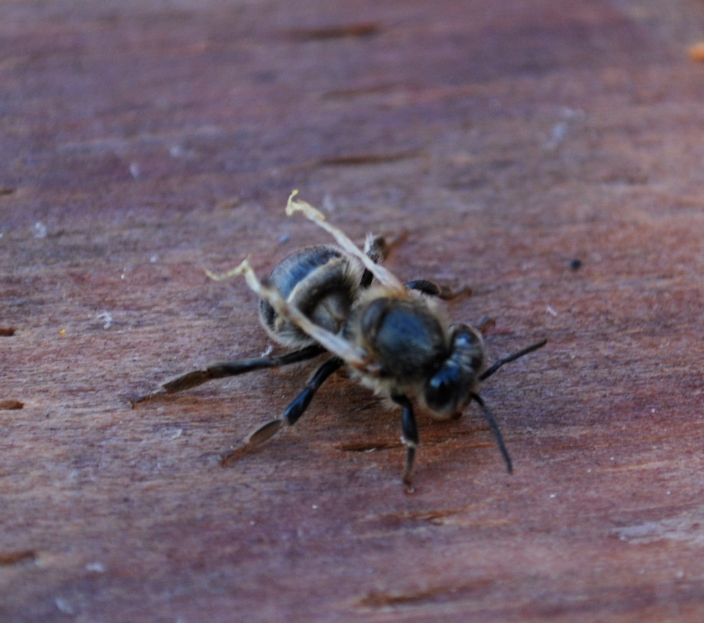 bees | Abernathy's Rabbitry