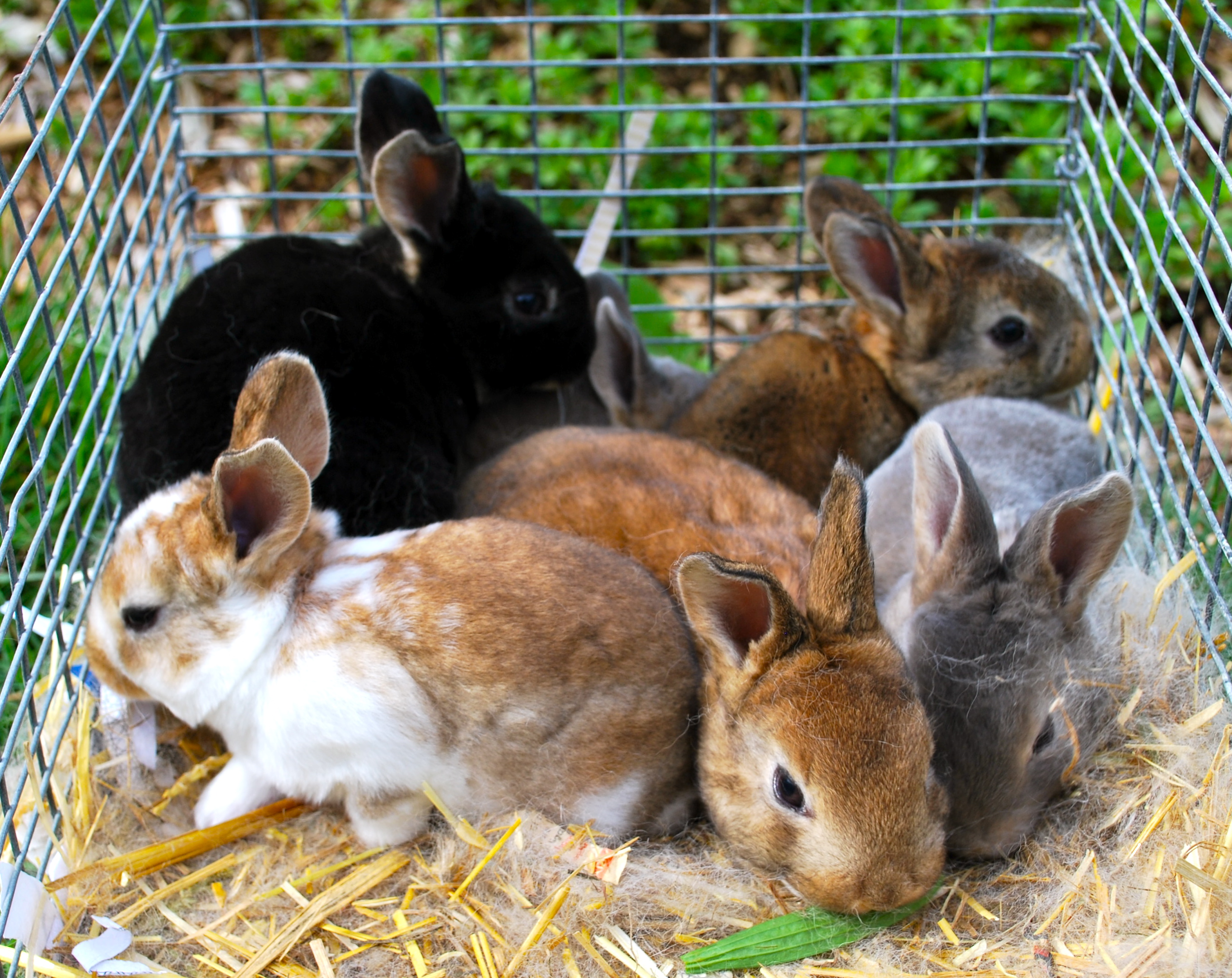 Standard Rex Litter at 3 Weeks | Abernathy's Rabbitry