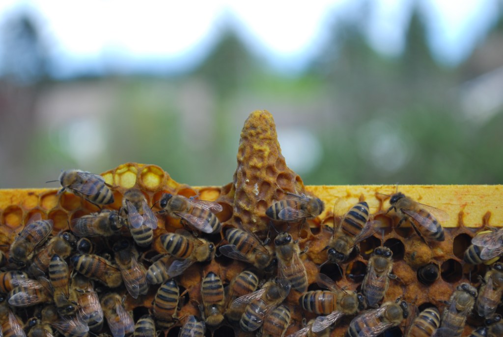 bees | Abernathy's Rabbitry