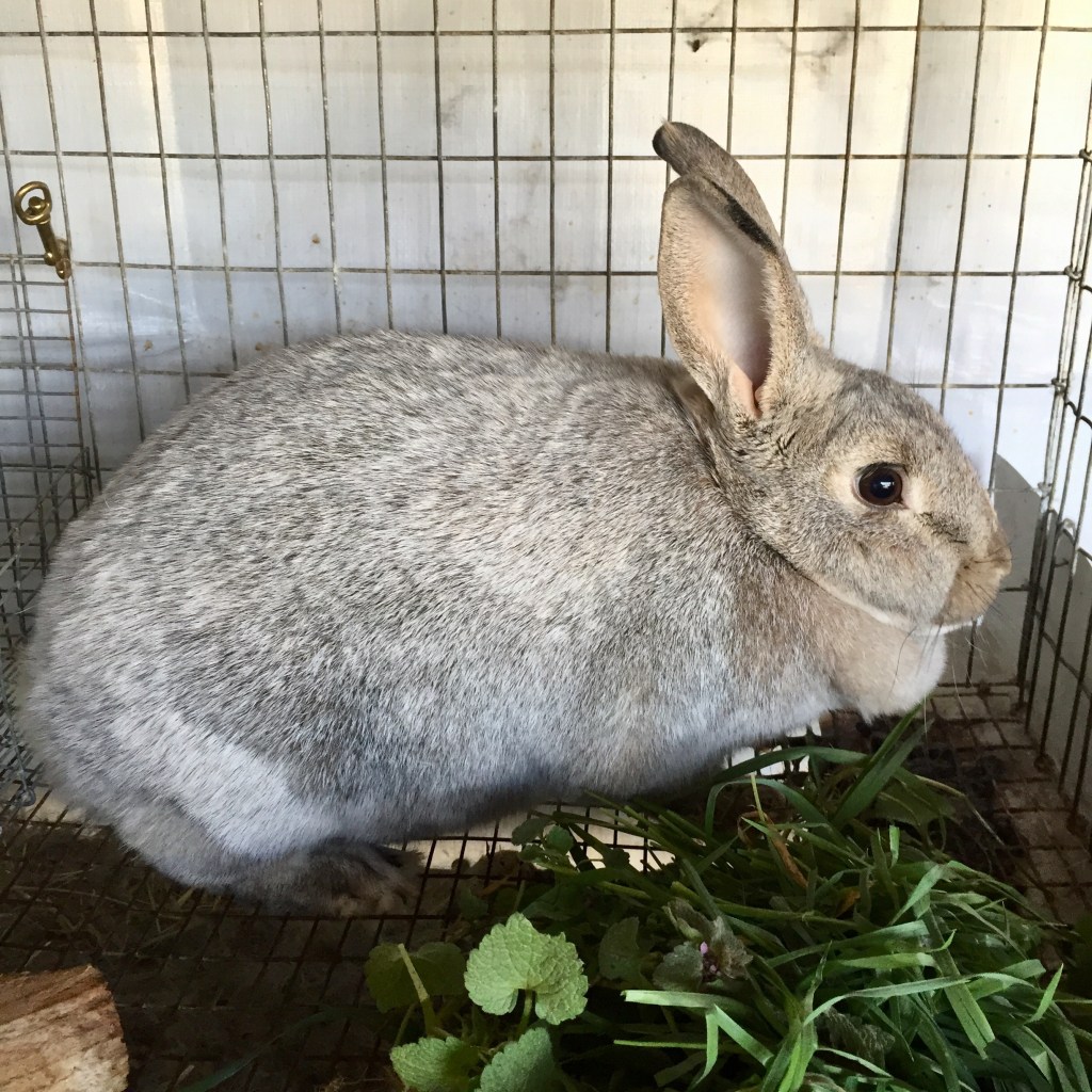 The Rabbit Herd | Abernathy's Rabbitry